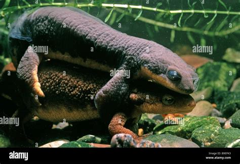 Rough Skinned Newts Taricha Granulosa Mating Male Sheds Skin Native Of