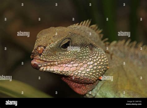 Injured Setaroy S Dwarf Chameleon Bradypodion Setaroi Perry S Bridge Reptile Park