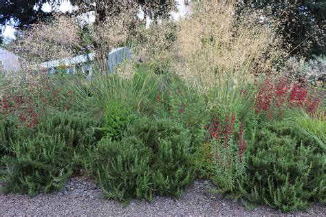 Before And After Pruning The Rosemary
