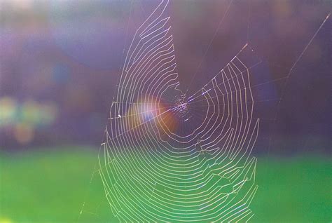 Spinnennetz Netz Nahaufnahme Kostenloses Foto Auf Pixabay Pixabay