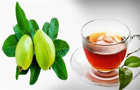 Amrood Ke Patton Ki Chai Ke Naqabil E Yaqeen Faide Ghiza Kay Zariay