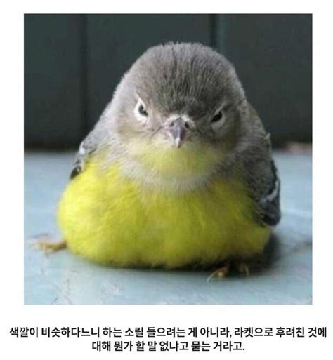 테니스 공처럼 생긴 새 유머움짤이슈 에펨코리아