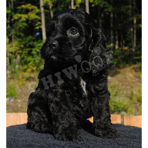 Chiots Cockapoo Noir 46 Cavapoo Ideas Puppies Cute Dogs Dogs And