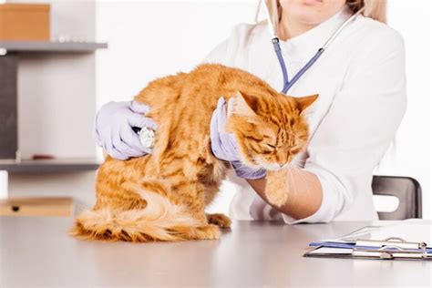 Cat Mammary Cancer When To Euthanize Vet Approved Guide And Faq Catster