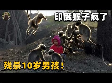 印度人把猴子宠坏了曾多次害死当地人这次甚至残 岁男孩 YouTube
