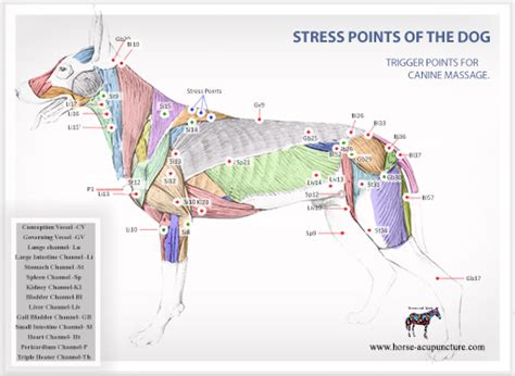 Stress Acupressure Points Of Dog