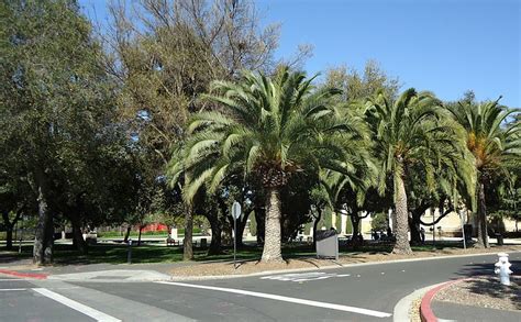 Can I Get Into Stanford Without Ap Classes