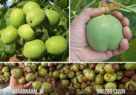 فرصت 3 روزه خرید نهال گردو دیر گل ژنوتیپ با قیمت 80 هزار تومان خبرآنلاین