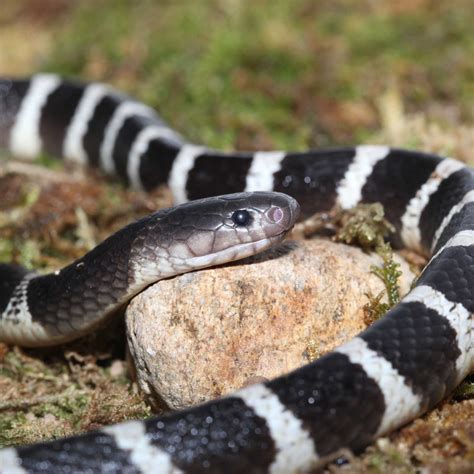 The Annotation Pipeline For The Genome Of A Snake