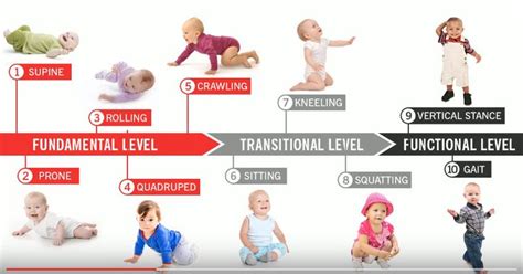 Functional Movement Systems FMS Developmental Sequence Of Movement 0 18 Months Kinesiology