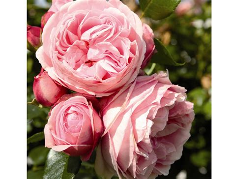 Giardina® - Roza Sobieszek