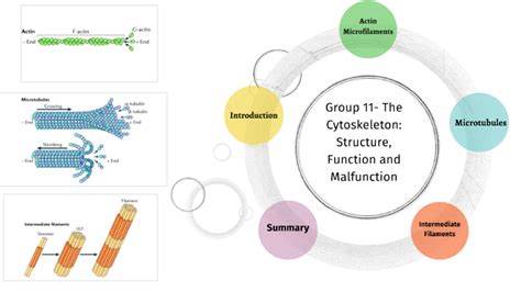 Intermediate Filament Function