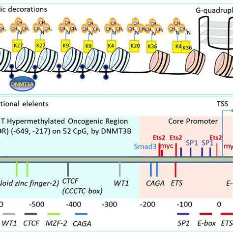 The Regulatory Network Of Tert Gene Transcription Top Panel