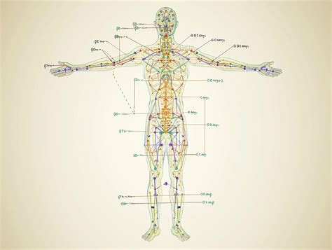 Where Are Your Pulse Points For Essential Oils Oil Therapy Central