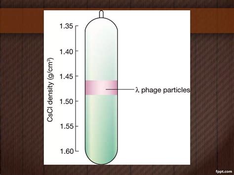 Isolation And Purification Of Dna Pptx Biological Sciences Science