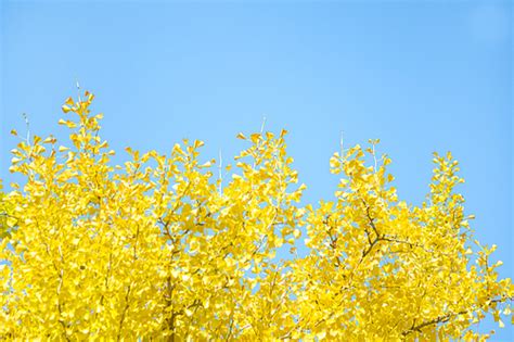 은행나무와 하늘 유토이미지 상세페이지 베이직샵 사진 22148905