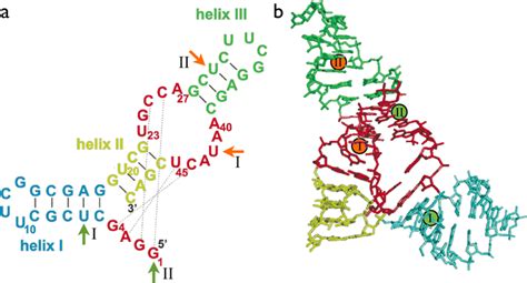 Diels−alderase Ribozyme A Secondary And Tertiary Structure