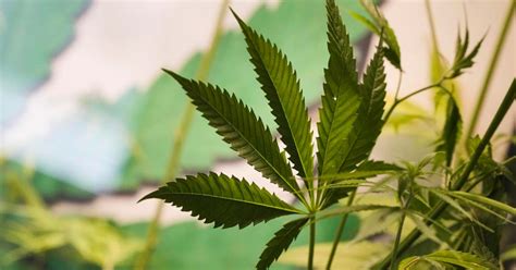 La Votación Sobre La Legalización Del Cannabis En Alemania En El Orden