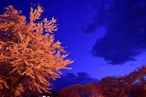 紫に染まる夜空 by shima模様 ID9503561 写真共有サイト PHOTOHITO