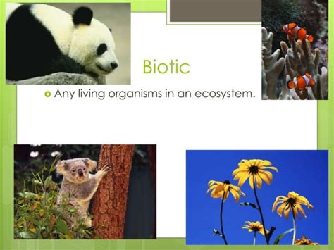 Ecosystems Powerpoint Ppt