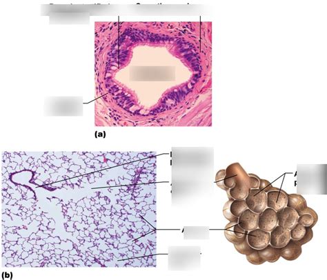 Lesson 7 Microscopic Structure Of A Bronchiole And Alveoli Diagram