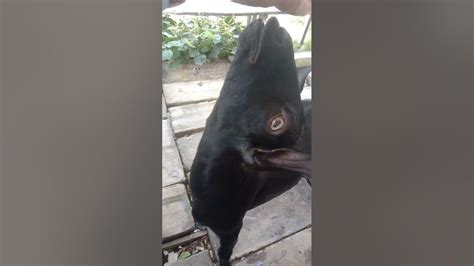 কোরবানির জন্য ছাগল Youtube