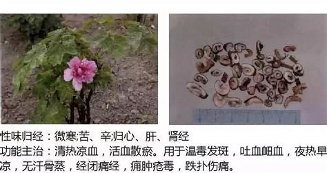 500余种中草药图 知乎