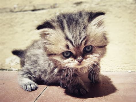 4k Cats Black Background Kittens Glance Whiskers Hd Wallpaper