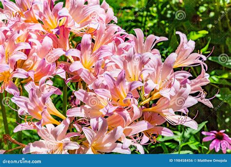 Pink Lycoris Squamigera Pink Fragrant Surprise Lily With Log Pi Stock