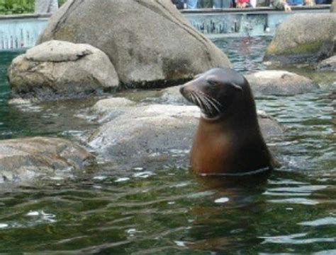 Seal By Cold Rejection On Deviantart