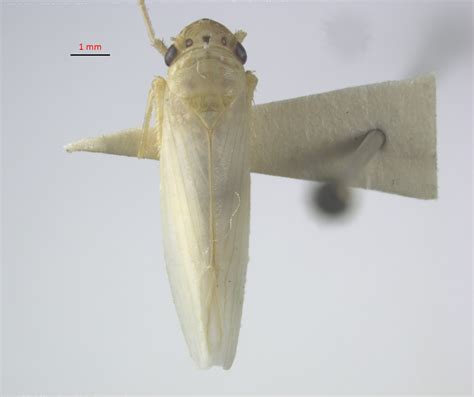 Cofana Spectra