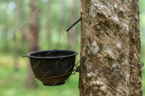 Premium Photo Extraction Of Natural Latex Rubber Tree Plantation