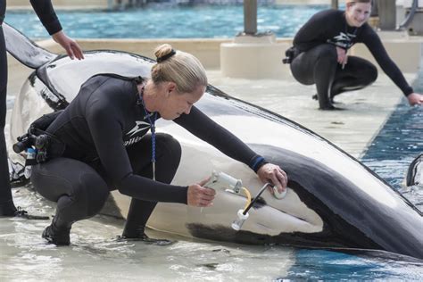 Scientists Bemoan End Of Seaworld Orca Breeding The Columbian