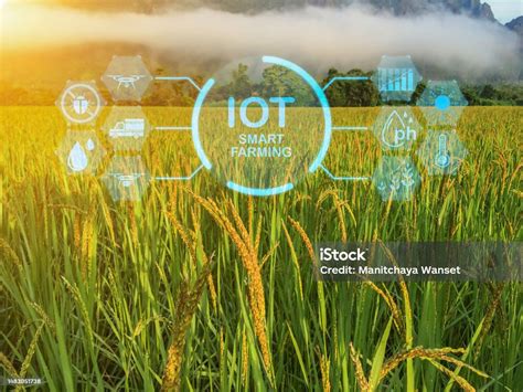 Iot를 활용한 스마트 농업 인포그래픽을 활용한 벼농사 스마트 농업 및 현대 기술을 활용한 정밀 농업 산업은 미래의 생산성