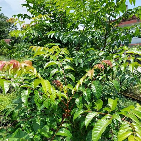 Chukrasia Velutina Indian Redwood Seedscart