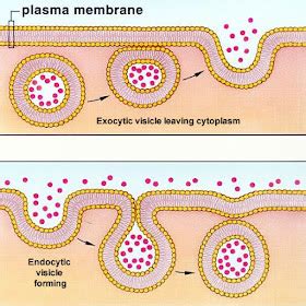 Plant Life Endocytosis And Exocytosis
