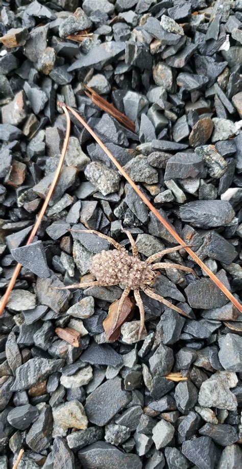 🔥 Momma Wolf Spider 🔥 Natureisfuckinglit