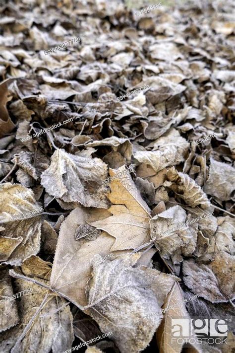 Detail Of Dry Tree Leaves On A Cold Winter Day Ice And Snow Stock Photo Picture And Low
