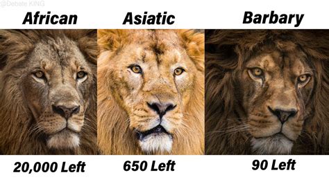 Current Affairs August 06 2023 International Big Cat Alliance Tiger