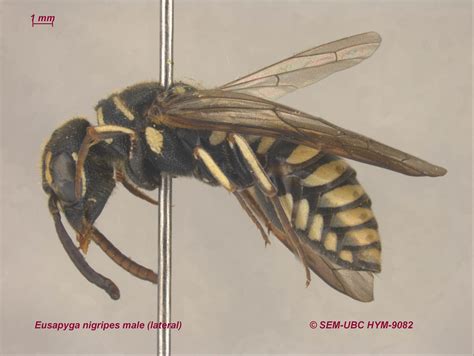 Sapygidae