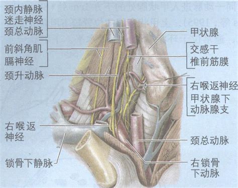 喉返神经损伤 临床应用解剖学