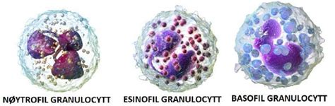 Granulocytter