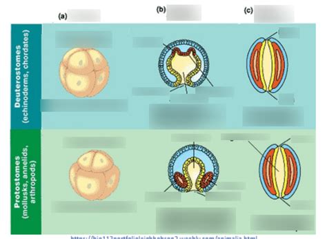 Diagram Of Protostomes Vs Deuterostomes Quizlet