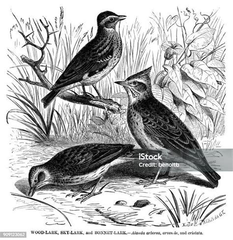 종 달 새와 보 닛 라크 Woodlark 종다리에 대한 스톡 벡터 아트 및 기타 이미지 종다리 0명 19세기 Istock