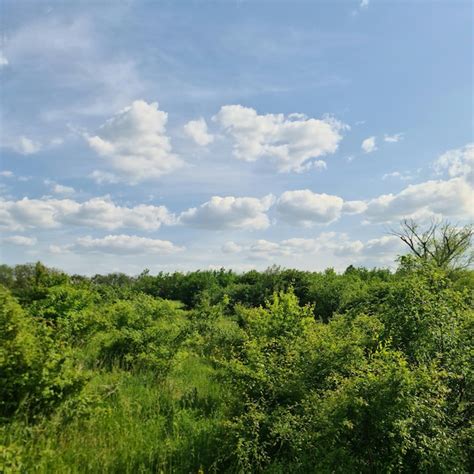 Premium Photo A Field Of Green Trees And Blue Sky With Clouds