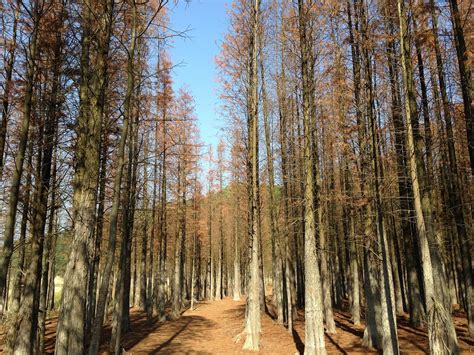 맹그로브 숲 푸른 하늘 Pixabay의 무료 사진 Pixabay