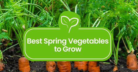 Best Spring Vegetables To Grow Easy Tips For Beginners Plantilio