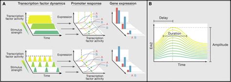 Encoding And Decoding Cellular Information Through Signaling Dynamics Cell