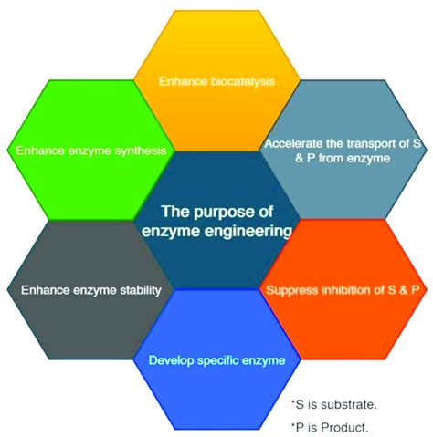 Enzyme Engineering Lab At Pam Calhoun Blog