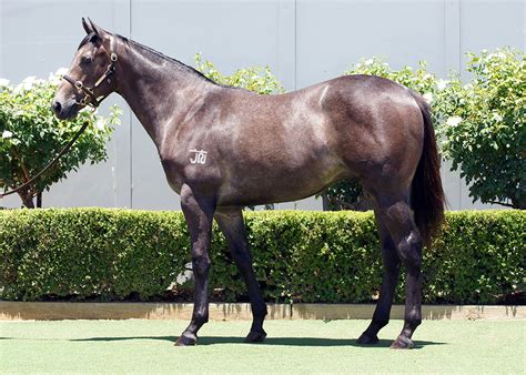 Lot 1068 Dargento X Wrong Bias Colt Bowness Stud